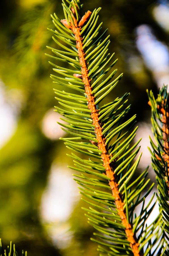 Close-up of the Fir Tree Branch with a Needles Stock Photo - Image of ...