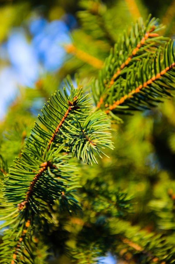 Close-up of the Fir Tree Branch with a Needles Stock Photo - Image of ...