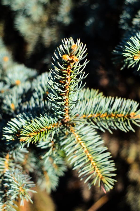 Close-up of the Fir Tree Branch with a Needles Stock Image - Image of ...
