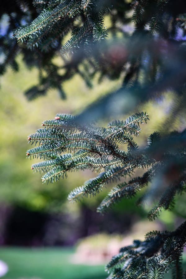 Close Up of Fir Tree Branches Stock Image - Image of bloom, georgia ...