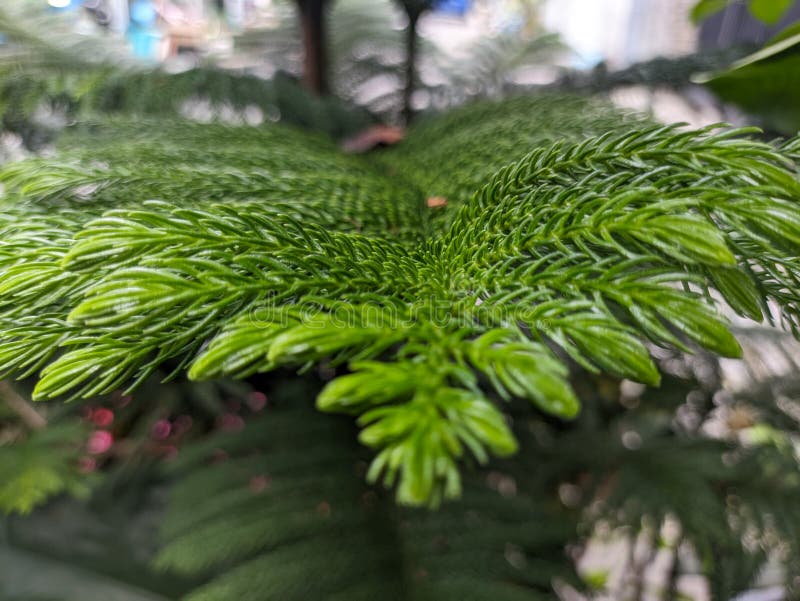 A Close Up of Fir Tree or Casuarinaceae Leaves Stock Photo - Image of ...