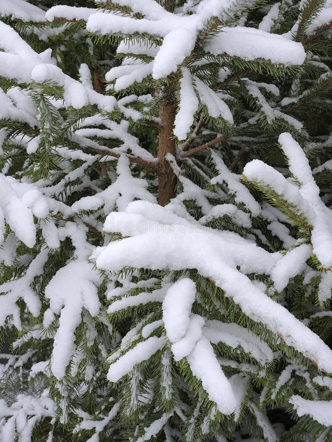 Close-up of a Fir Tree Covered with Snow. Spruce Branches Under Snow ...