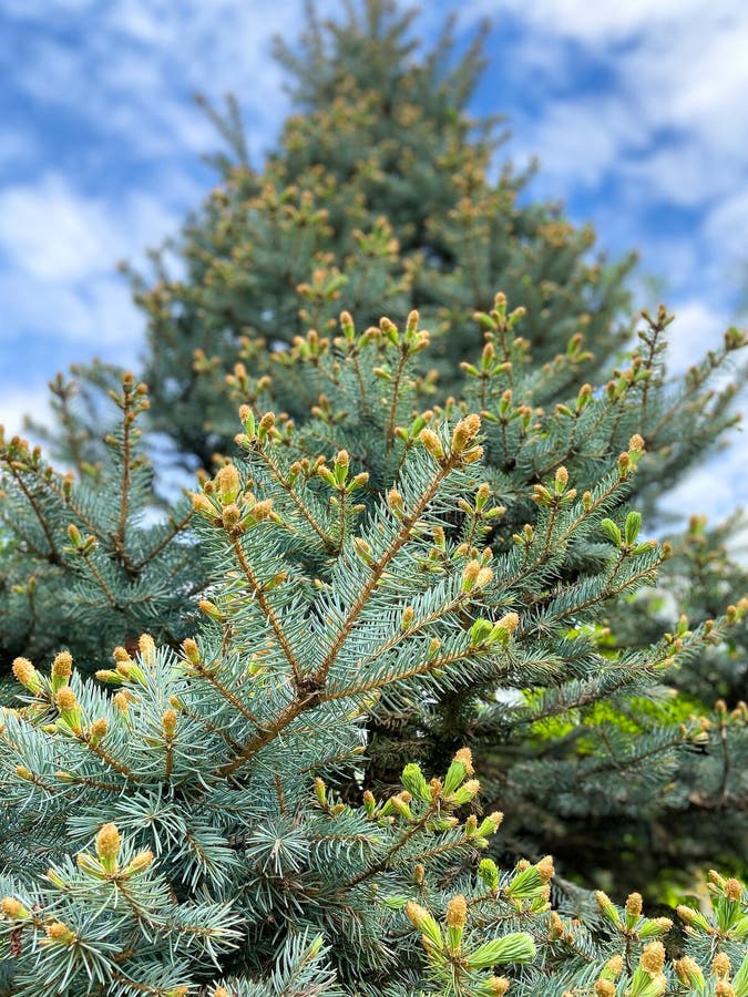 Close-up of Fir Tree in the Park in Spring. Stock Image - Image of ...