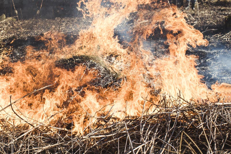 Close-up. Fire Burns. Dry Branches, Grass, There is Toning Stock Image ...