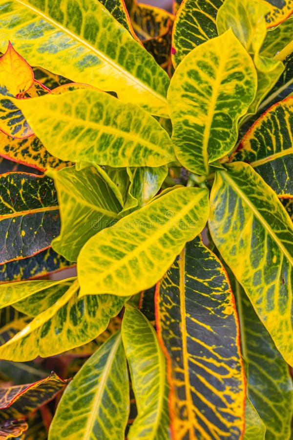 Close Up of Fire Croton (Codiaeum Variegatum Stock Photo - Image of ...