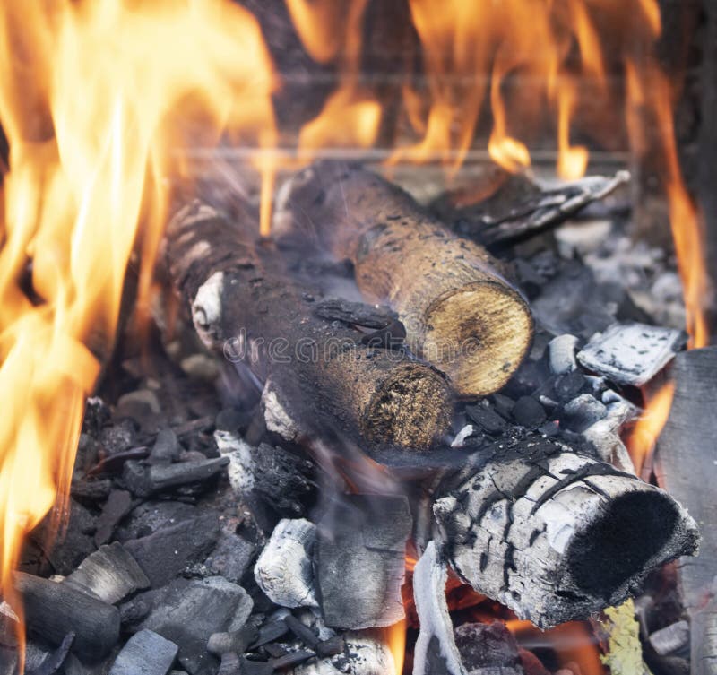Sticks On Fire - Euphorbia Tirucalli Stock Photo - Image of plant ...