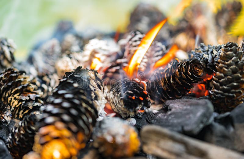 Barbecue Grill, Close-up of Pine Cones and Charcoal Stock Image - Image ...