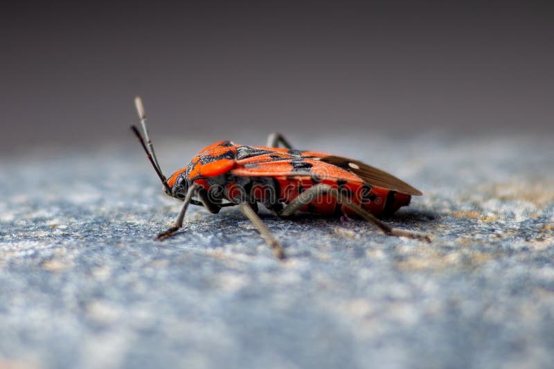 Close-up of a Firebug, Pyrrhocoris Apterus Insect Stock Image - Image ...