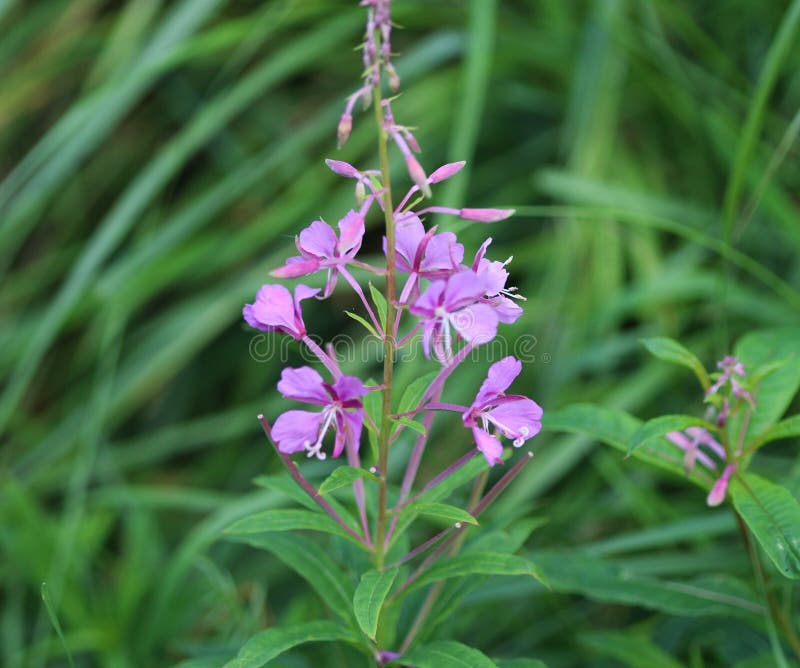 Fireweed flower stock image. Image of bloom, field, blossom - 99095885