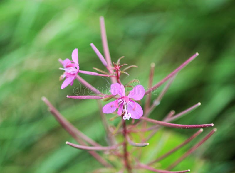 Fireweed flower stock photo. Image of countryside, false - 99095832