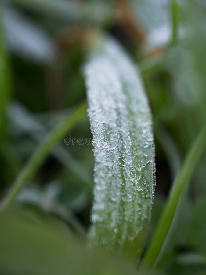 Close-up of the First Frost on a Blade of Grass. Stock Image - Image of ...