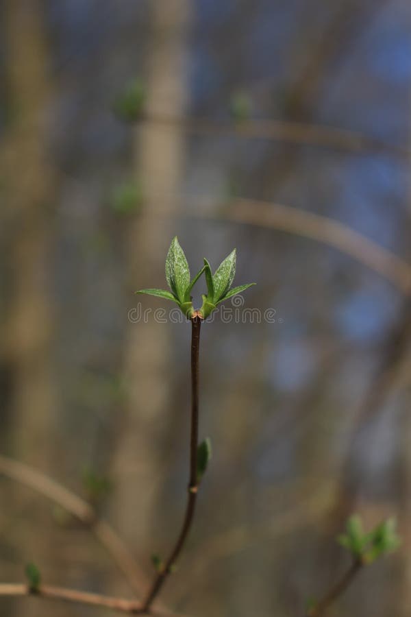 Close-Up of the First Spring Sprouts on a Tree Branch Stock Photo ...