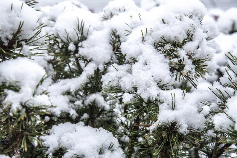 First Winter Snow on Pine Bush Stock Image - Image of branch, decor ...