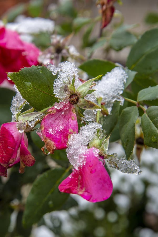 First Winter Snow on Rose Bush Stock Image - Image of fall, colorful ...