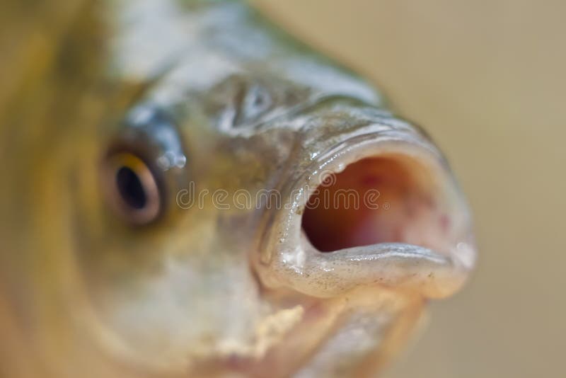 Close-up fish stock photo. Image of head, lips, bass - 20540660