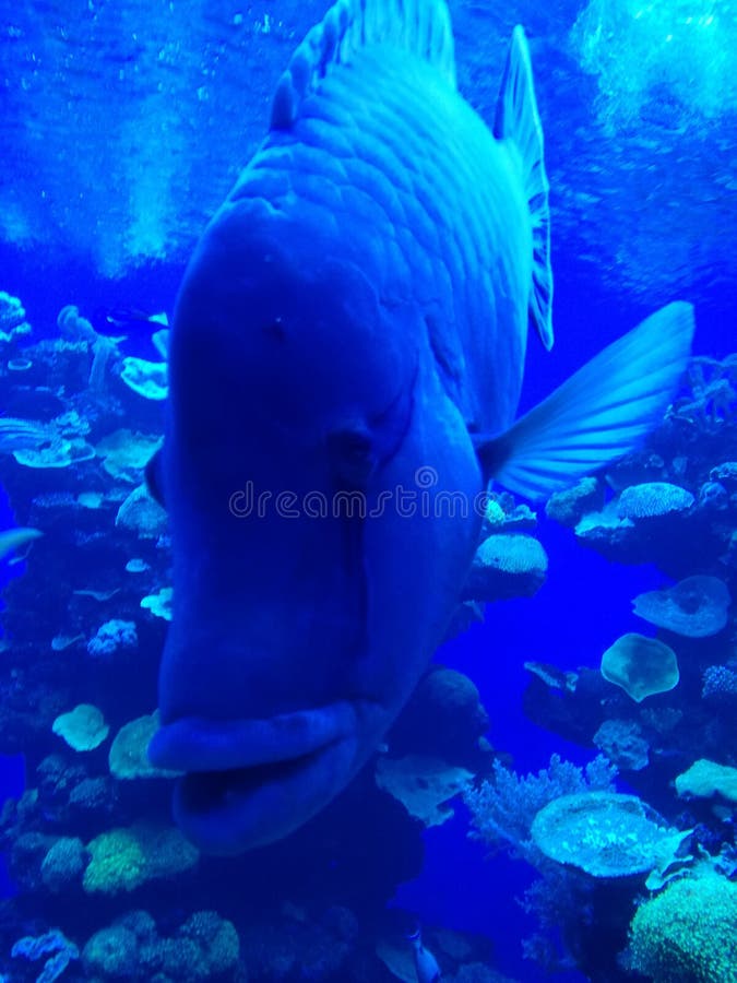 Close up fish in aquarium stock photo. Image of palma - 95774918