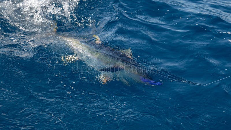 Close-up of a Fish Being Caught in the Ocean Stock Image - Image of ...