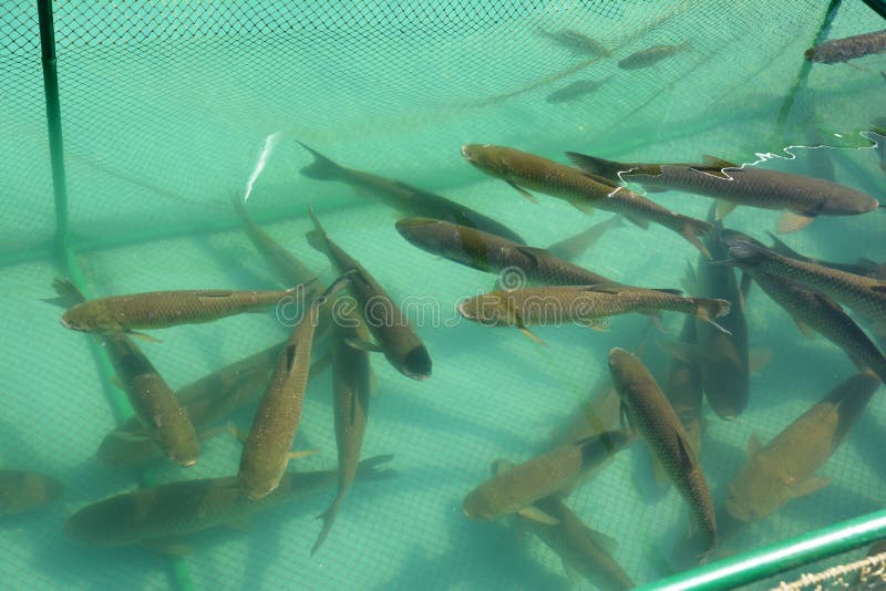 Close Up on Fish in Cage for Fish Farming. Sea Fish Farm. Stock Image ...