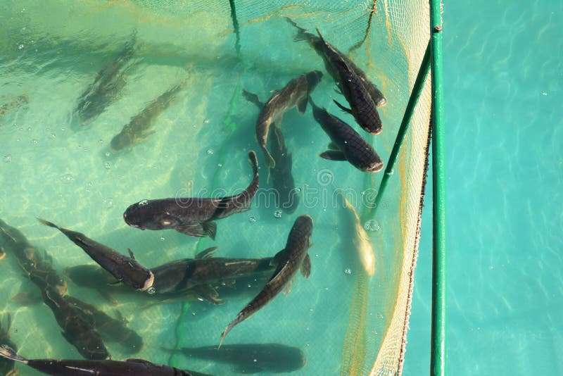 Close Up on Fish in Cage for Fish Farming. Sea Fish Farm. Stock Photo ...