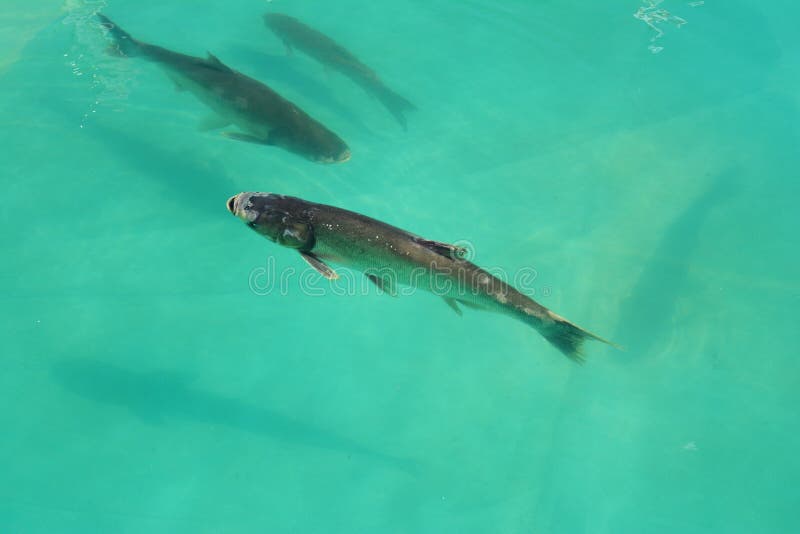 Close Up on Fish in Cage for Fish Farming. Sea Fish Farm Stock Image ...
