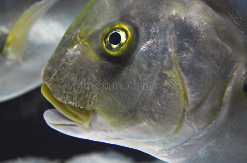 Close up of fish face stock image. Image of ocean, nature - 71802367