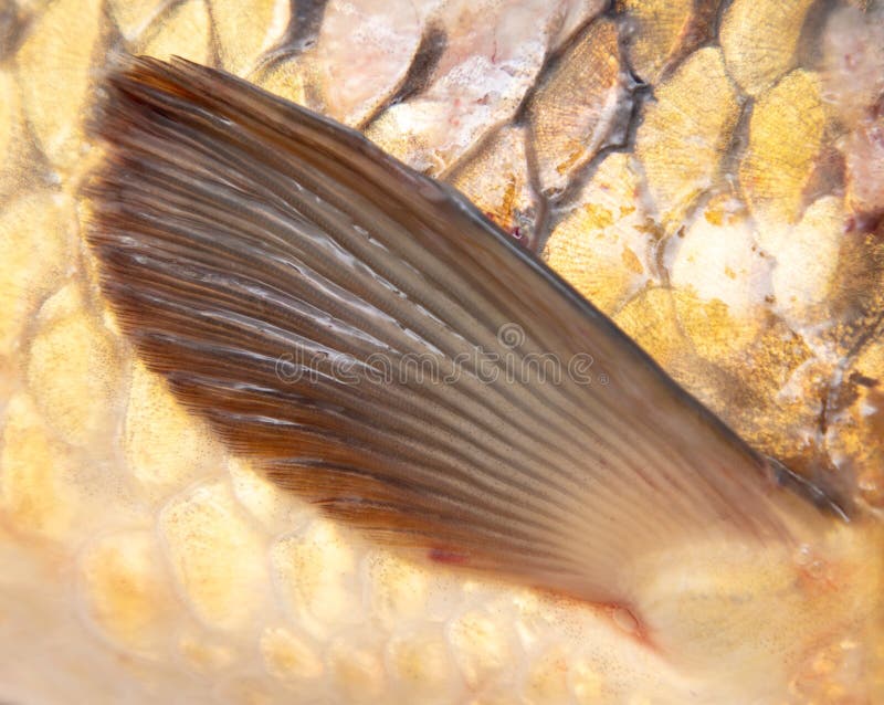 Close-up of a Fish Fin. Macro Stock Photo - Image of scale, wildlife ...