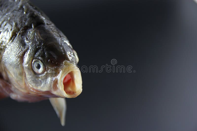187 Shocked Fish Face Stock Photos - Free & Royalty-Free Stock Photos ...