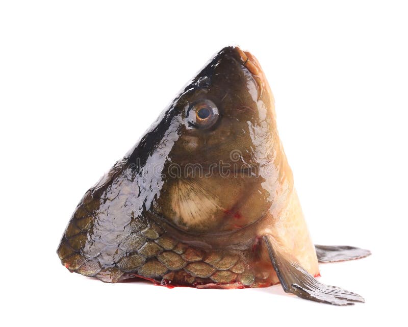 Close up of fish s head stock photo. Image of healthy - 39666362