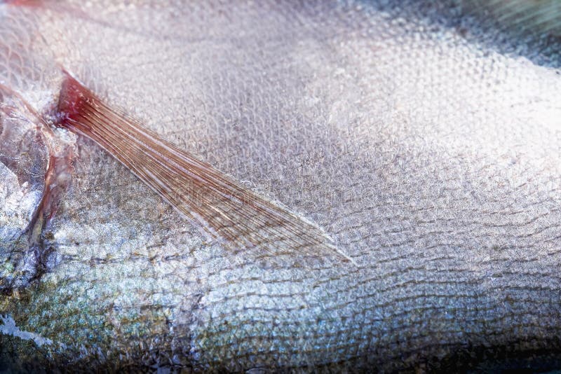 128 Feather Scale Pattern Stock Photos - Free & Royalty-Free Stock ...