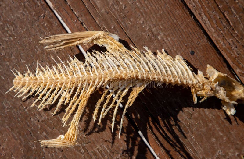 A Close-up of a Fish Skeleton on the Planks Stock Image - Image of ...