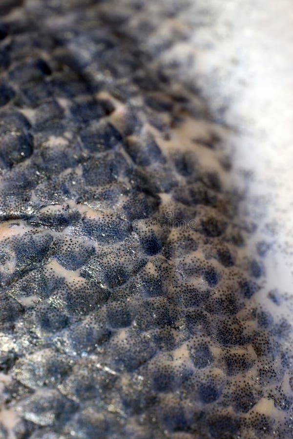 Close Up of Fish Skin and Scales with Sea Salt Abstract Macro ...