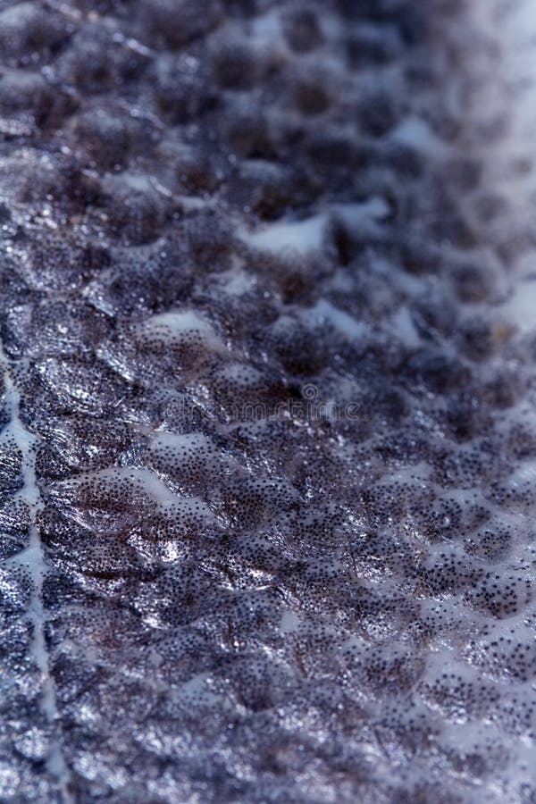 Close Up of Fish Skin and Scales with Sea Salt Abstract Macro ...