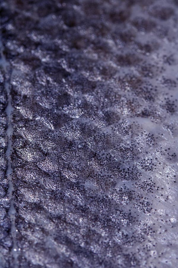Close Up of Fish Skin and Scales with Sea Salt Abstract Macro ...