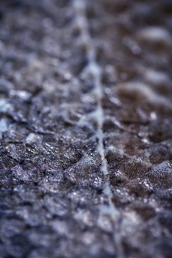 Close Up of Fish Skin and Scales with Sea Salt Abstract Macro ...