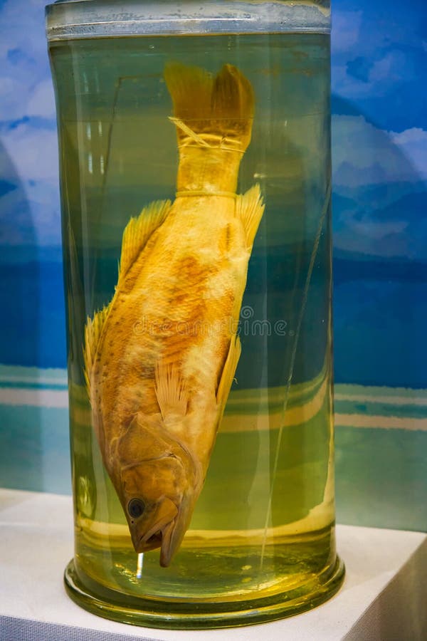 Close-up of Fish Specimens Soaked in Formalin Editorial Image - Image ...