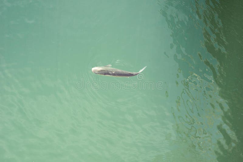 Close-up Fish Swim in Clear Water Top View Stock Image - Image of clear ...