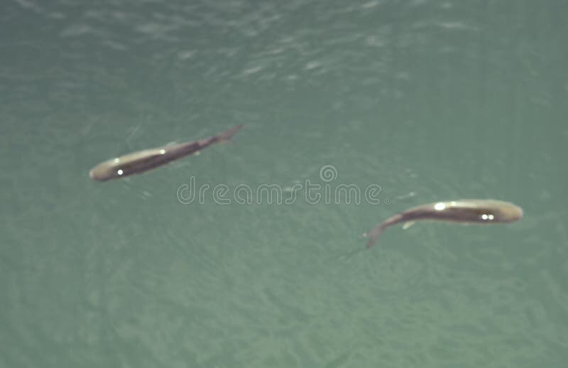 Close-up Fish Swim in Clear Water Top View Stock Image - Image of ...