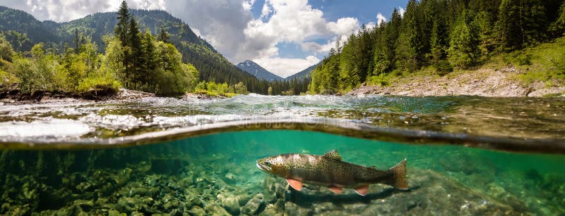 Close-up of a Fish Trout Goes To Spawn in a Mountain River, Underwater ...