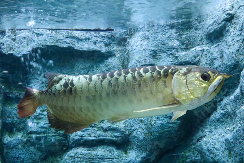 Close-up of a Fish in the Water of a Large Aquarium, Arowana. Stock ...