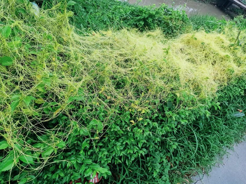 Close Up of Fiveangled Dodder Stock Photo - Image of quarantine ...