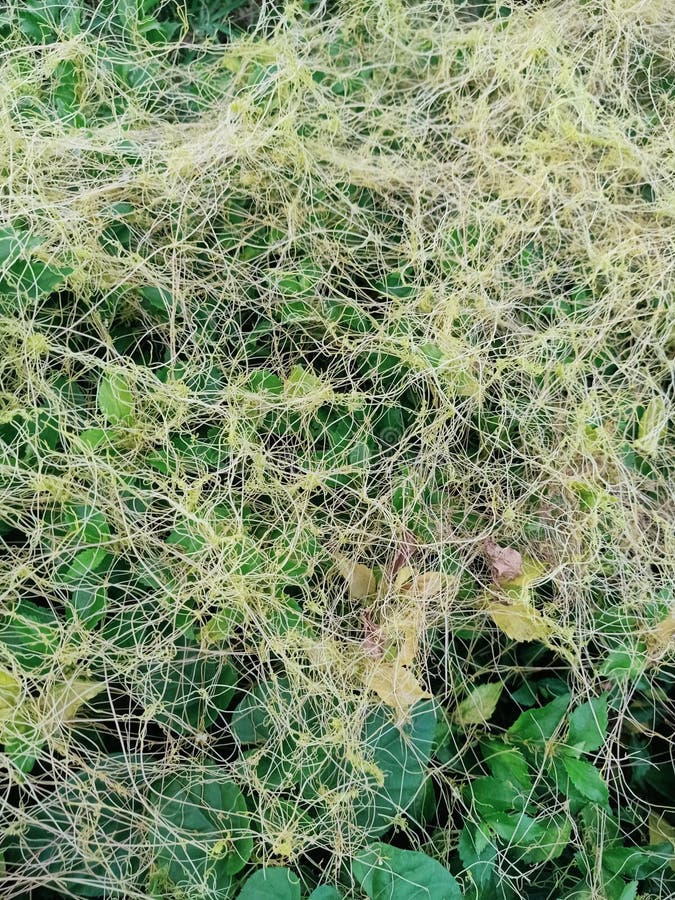 Close Up of Fiveangled Dodder Stock Photo - Image of quarantine ...