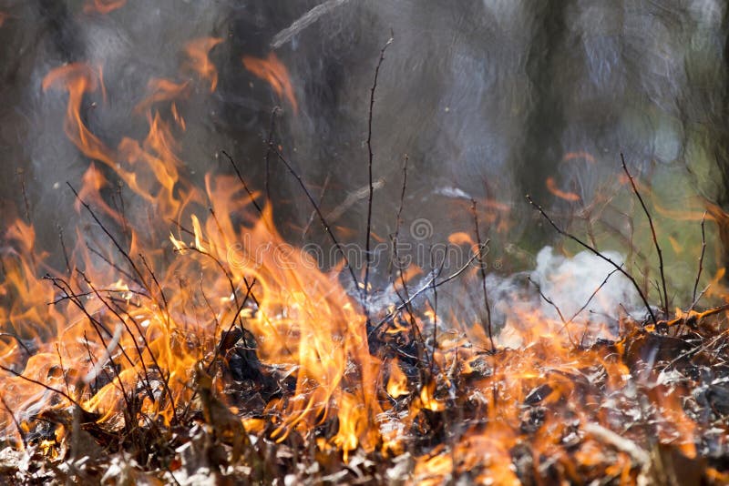 Close-up of Flames Burning Dried Leaves and Twigs in a Forest Fire ...