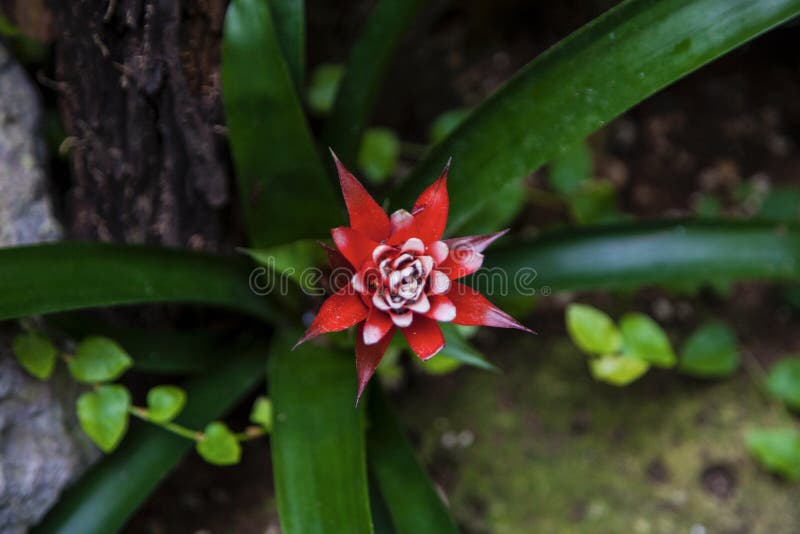 Close Up Flaming Torch. Red Flower Stock Photo - Image of evergreen ...