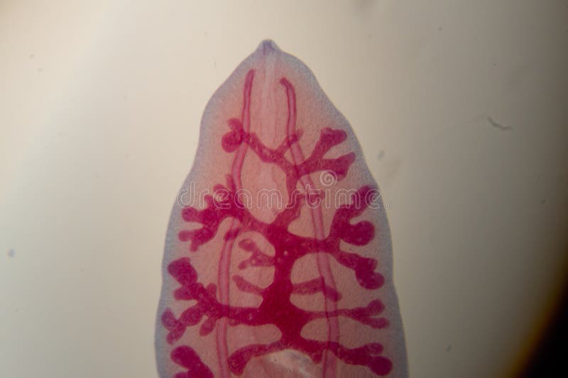 129 Aquatic Planarian Flatworm Stock Photos - Free & Royalty-Free Stock ...