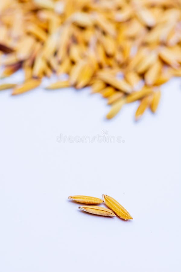 Close Up the Flavor Up the Wet Grain on the White Background Stock ...