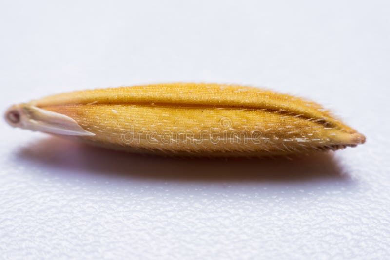 Close Up the Flavor Up the Wet Grain on the White Background Stock ...