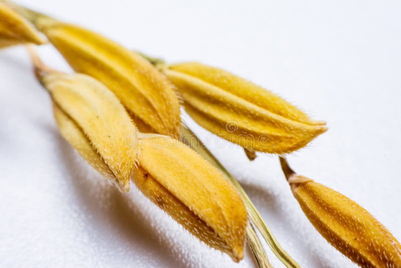 Close Up the Flavor Up the Wet Grain on the White Background Stock ...