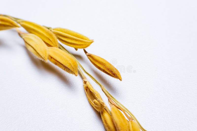 Close Up the Flavor Up the Wet Grain on the White Background Stock ...