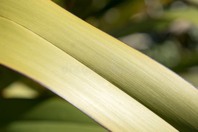 Close up of a flax leaf stock image. Image of green, fine - 78495707