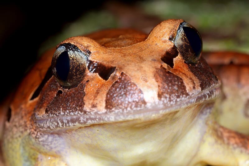 Fleays`s Barred Frog stock image. Image of fleayss, frog - 204429131